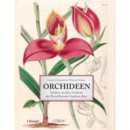 haupt Orchideen - Lauren Gardiner, Phillip Cribb, Gebunden