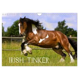 Irish Tinker (Wandkalender 2024 DIN A4 quer), Calvendo Monatskalender