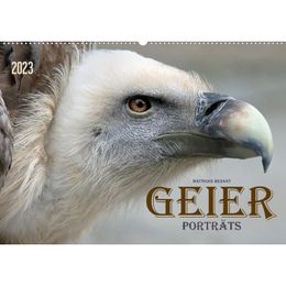 Calvendo GEIERPORTRÄTS (Wandkalender 2023 DIN A2 quer)