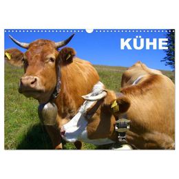 Kühe / Geburtstagskalender (Wandkalender 2024 DIN A3 quer), Calvendo Monatskalender