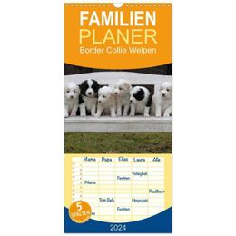 Familienplaner 2024 - Border Collie Welpen mit 5 Spalten (Wandkalender, 21 x 45 cm) Calvendo