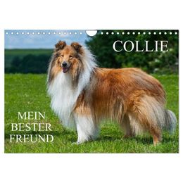 Collie - Mein bester Freund (Wandkalender 2024 DIN A4 quer), Calvendo Monatskalender
