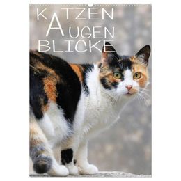 KATZEN AUGEN BLICKE (Wandkalender 2024 DIN A2 hoch), Calvendo Monatskalender