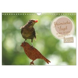 Heimische Vögel - Im Wald, im Garten und auf der Wiese (Wandkalender 2024 DIN A4 quer), Calvendo Monatskalender