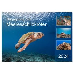 Begegnung mit Meeresschildkröten (Wandkalender 2024 DIN A3 quer), Calvendo Monatskalender