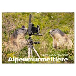 Alpenmurmeltiere - Stars vor der Kamera (Wandkalender 2024 DIN A2 quer), Calvendo Monatskalender