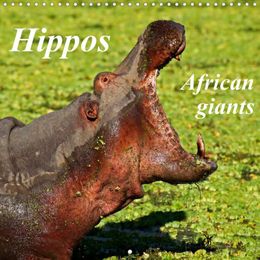 Calvendo Hippos - African giants (Wall Calendar 2023 300 × 300 mm Square)