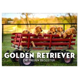 Golden Retriever - Die treuen Begleiter. (Wandkalender 2024 DIN A2 quer), Calvendo Monatskalender