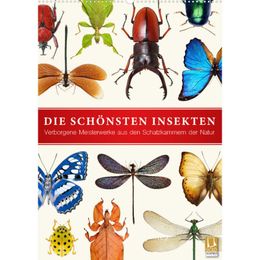 Calvendo Die schönsten Insekten (Wandkalender 2023 DIN A2 hoch)