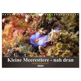 Kleine Meerestiere - nah dran (Wandkalender 2024 DIN A4 quer), Calvendo Monatskalender
