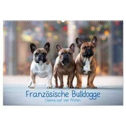 Französische Bulldogge - Clowns auf vier Pfoten (Wandkalender 2024 DIN A2 quer), Calvendo Monatskalender