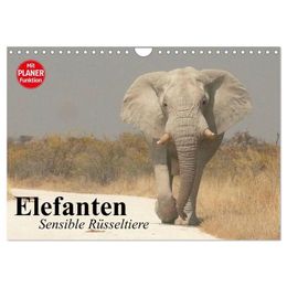 Elefanten. Sensible Rüsseltiere (Wandkalender 2024 DIN A4 quer), Calvendo Monatskalender