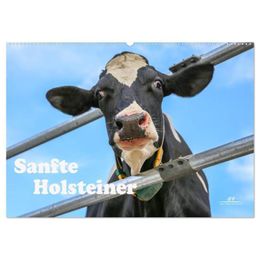 Sanfte Holsteiner (Wandkalender 2024 DIN A2 quer), Calvendo Monatskalender