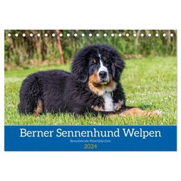 Berner Sennenhund Welpen - Bezaubernde Plüschbärchen (Tischkalender 2024 DIN A5 quer), Calvendo Monatskalender