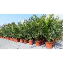 2 Stück Palme XXL 180 cm Phoenix canariensis, kanarische Dattelpalme, winterhart