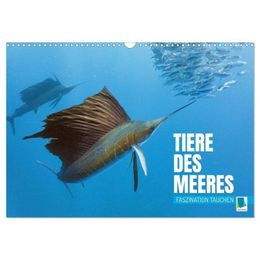 Tiere des Meeres: Faszination Tauchen (Wandkalender 2024 DIN A3 quer), Calvendo Monatskalender