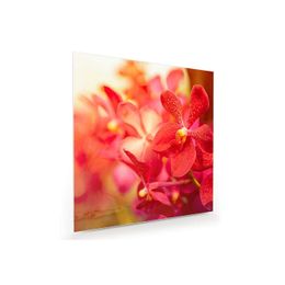 Primedeco Glasbild Wandbild Quadratisch Orchideen mit Aufhängung