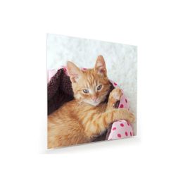 Primedeco Glasbild Wandbild Quadratisch Katze im Körbchen mit Aufhängung