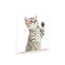 Primedeco Glasbild Wandbild Quadratisch Spielerische Katze mit Aufhängung
