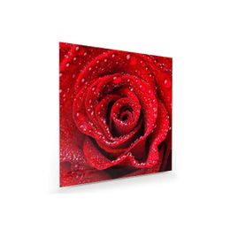Primedeco Glasbild Wandbild Quadratisch Rose mit Wassertropfen mit Aufhängung