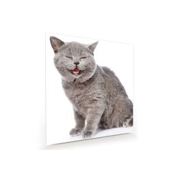Primedeco Glasbild Wandbild Quadratisch Glückliche Katze mit Aufhängung