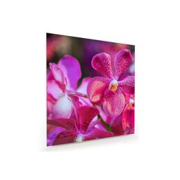 Primedeco Glasbild Wandbild Quadratisch Pinke Orchideen mit Aufhängung