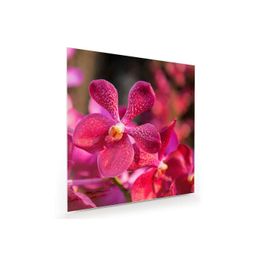 Primedeco Glasbild Wandbild Quadratisch Orchideen von Nah mit Aufhängung