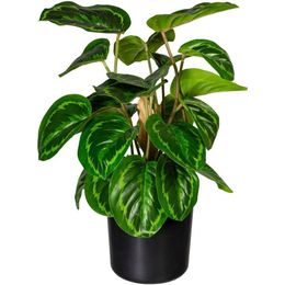 Künstliche Zimmerpflanze Maranta Maranta, Creativ green, Höhe 45 cm, grün