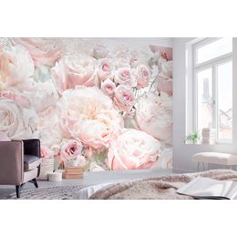 Komar Fototapete "Spring Roses" Tapeten 368x254 cm (Breite x Höhe), inklusive Kleister Gr. B/L: 368 m x 254 m, Rollen: 1 St., rosa (rosa, weiß) Fototapeten Blumen