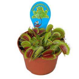 toom Venusfliegenfalle, 12 cm Topf