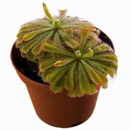 toom Sonnentau 9 cm Topf
