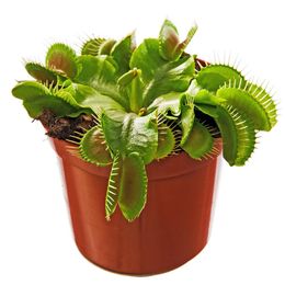 toom Venusfliegenfalle, 9 cm Topf
