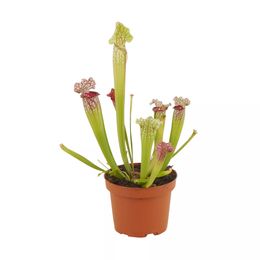 Schlauchpflanze 9 cm Topf