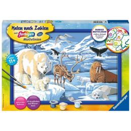 RAVENSBURGER VERLAG Ravensburger Malen nach Zahlen 28909 - Tiere der Arktis - Kinder ab 11 Jahren