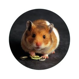 Wallario Glasbild, Putziger Hamster mit Nüssen zwischen den Pfoten