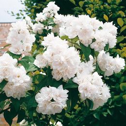 Gärtner Pötschke Gefüllter Duftjasmin