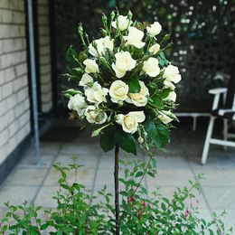 Gärtner Pötschke Weißer Rosen-Stamm, Höhe ca. 50 cm