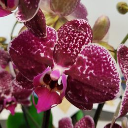 Gärtner Pötschke Violette Schmetterlings-Orchidee, Höhe 50-60 cm