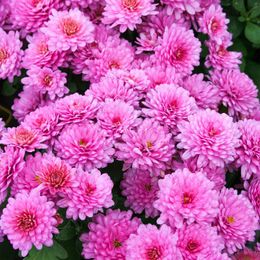 Gärtner Pötschke Chrysantheme, rosa