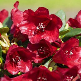 Gärtner Pötschke Zwerg-Rhododendron Lilly Bell Love