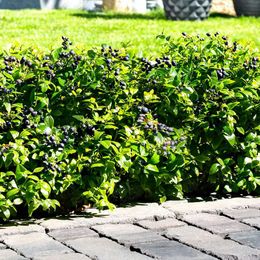 Gärtner Pötschke Heidelbeere BrazelBerry® Berry Bux® - Laufender Meter, 6 Pflanzen, im ca. 11 cm-Topf