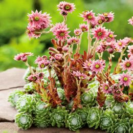 Gärtner Pötschke Hauswurz Spider - Sempervivum arachnoideumm