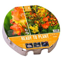 Gärtner Pötschke Pflanz-Tray Wildblumen, 38 cm