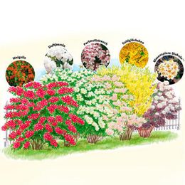 Gärtner Pötschke Ziergehölz-Set Blütenhecke