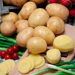 Gärtner Pötschke Kartoffel Gala, 2,5 kg