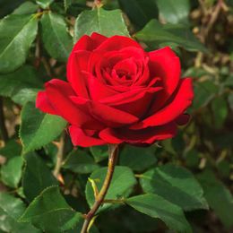 Gärtner Pötschke Edelrose Burgundy Vaza, wurzelverpackt