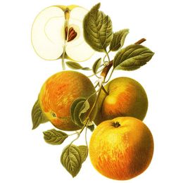 Gärtner Pötschke Apfel Cox Orange