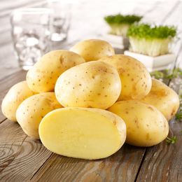 Gärtner Pötschke Kartoffel Anuschka, 10 Stück