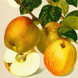 Gärtner Pötschke Apfel "Goldparmäne"
