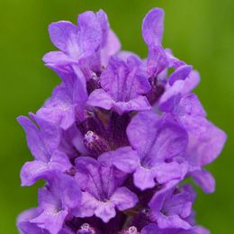 Gärtner Pötschke Englischer Lavendel Lavenite Petite